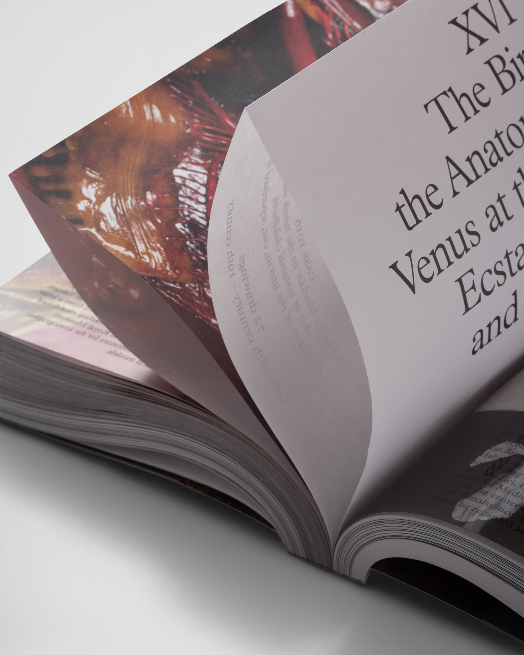 Neutral Cere Anatomiche - 2023 | PRADA